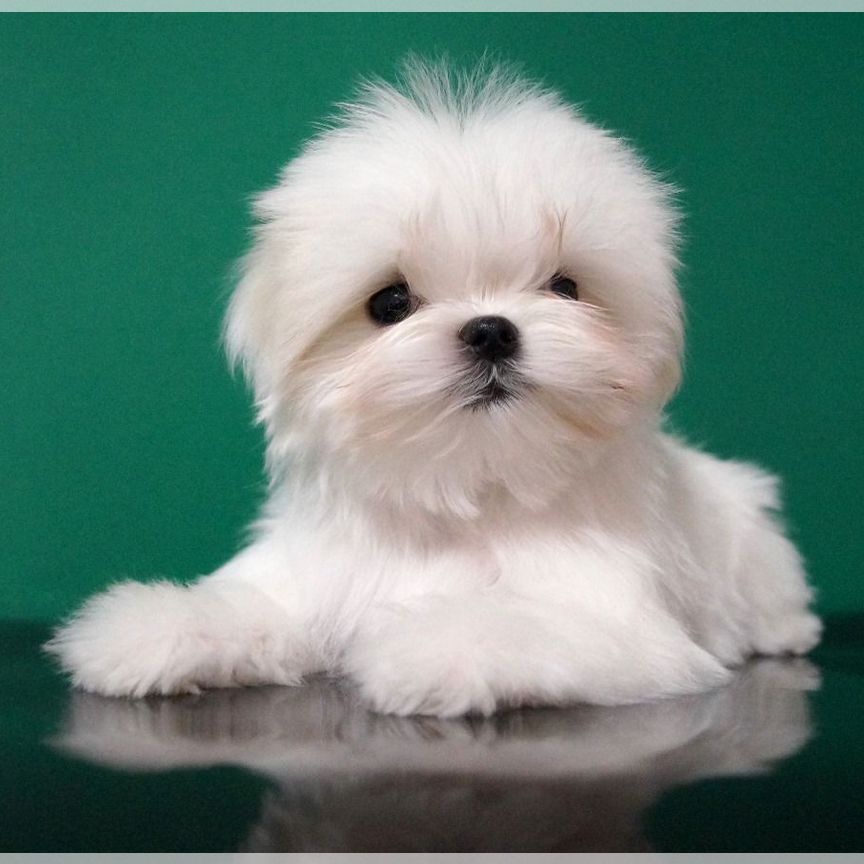 Обаятельный малыш породы мальтезе