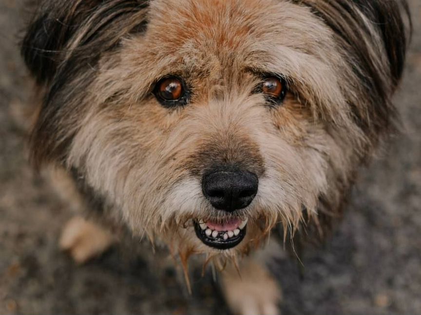 Маленькая собачка в добрые руки