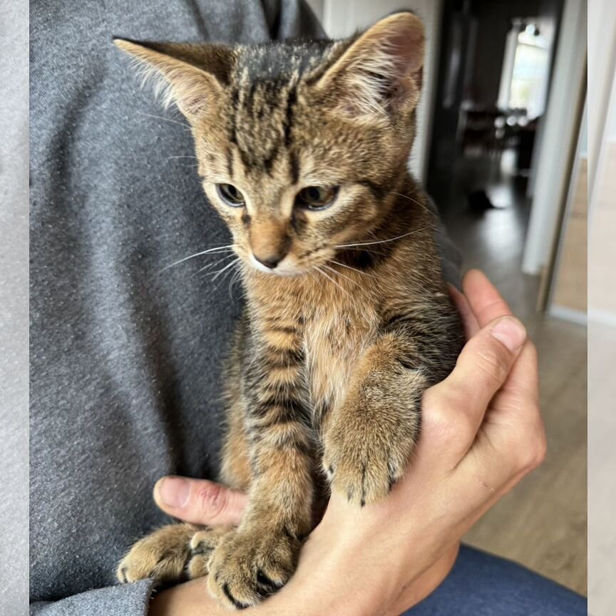 Отдам котенка в добрые руки