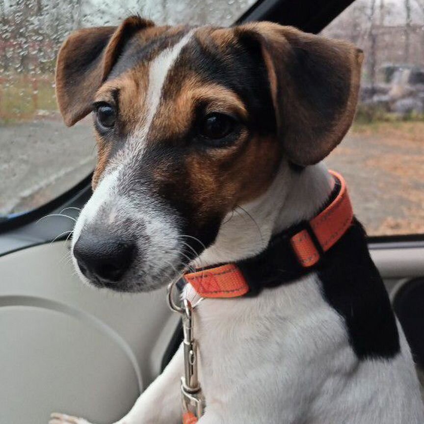 Джек-рассел-терьер, щенок