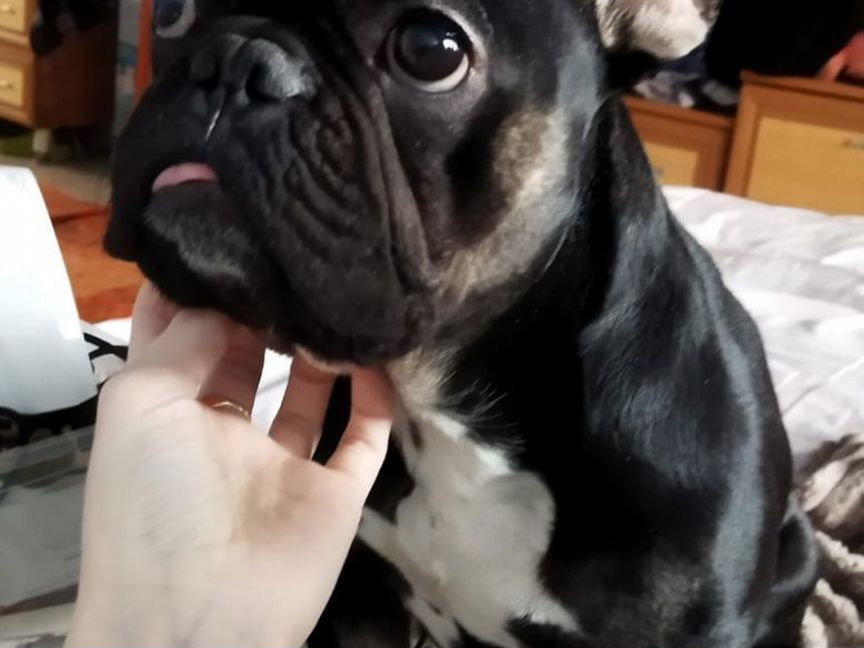 Французский бульдог отдам в добрые руки