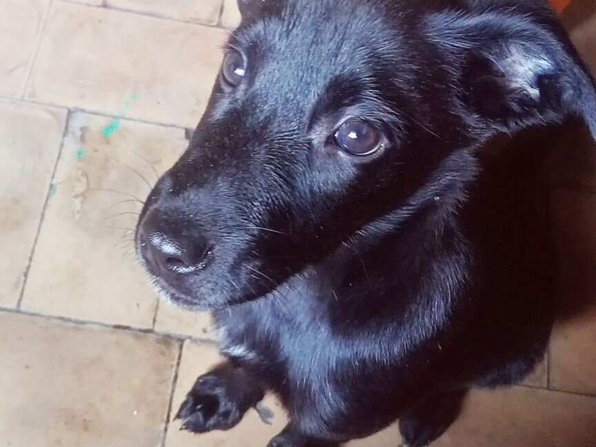 Собака в добрые руки щенок, лабрадор с лайкой