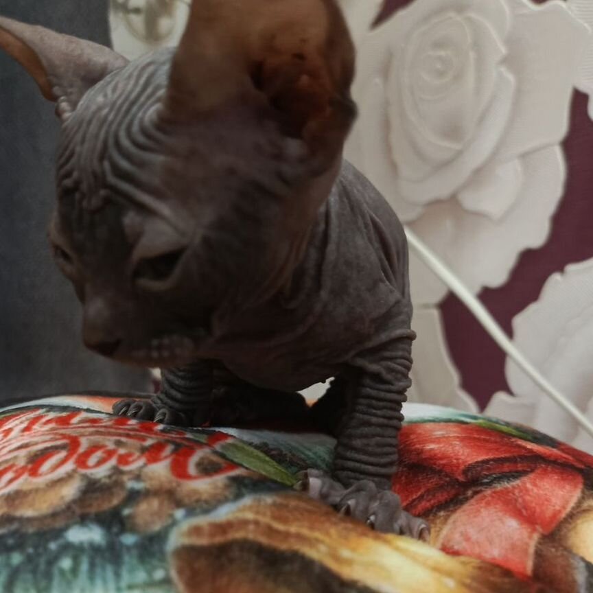 Донской сфинкс котёнок