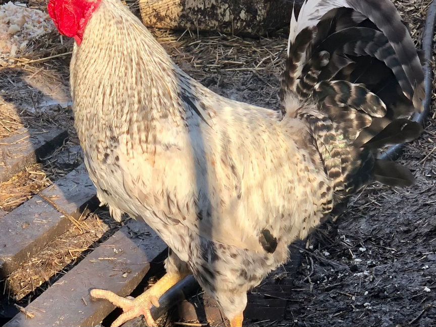 Поменяю петуха на курицу несушку доминант