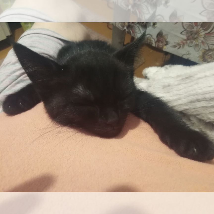 Добрые ласковые котятки
