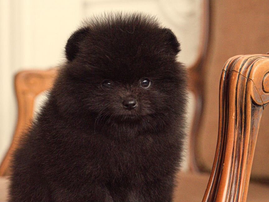 Собачка эксклюзив