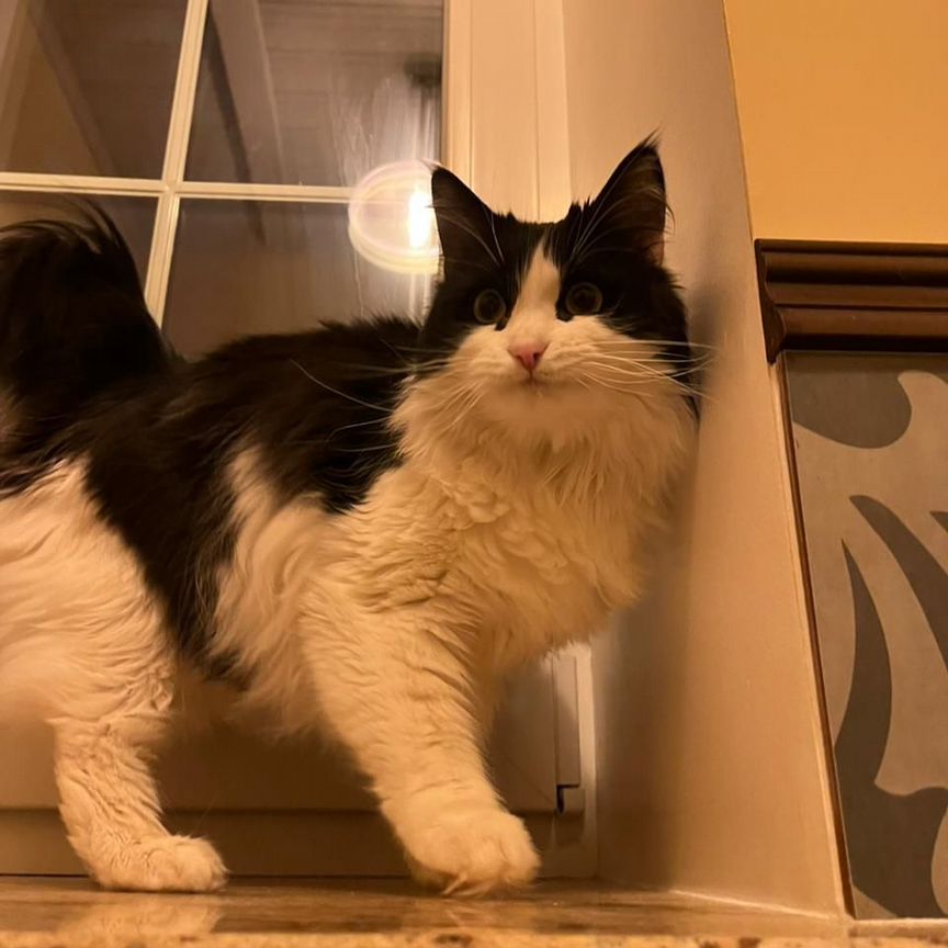 Меня бросила хозяйка