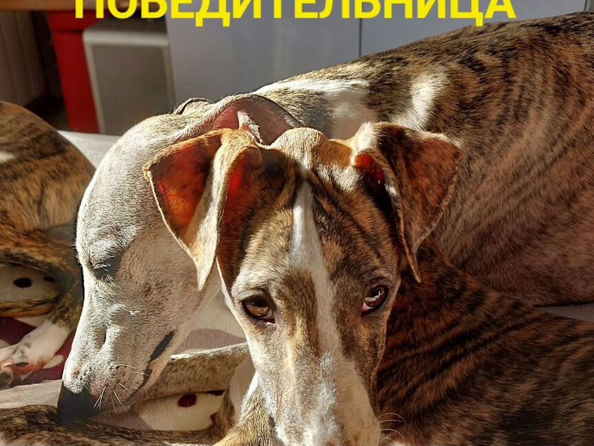 Щенки Уиппета