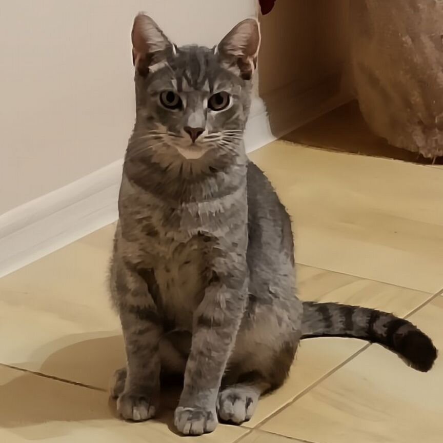 Котёнок в добрые руки