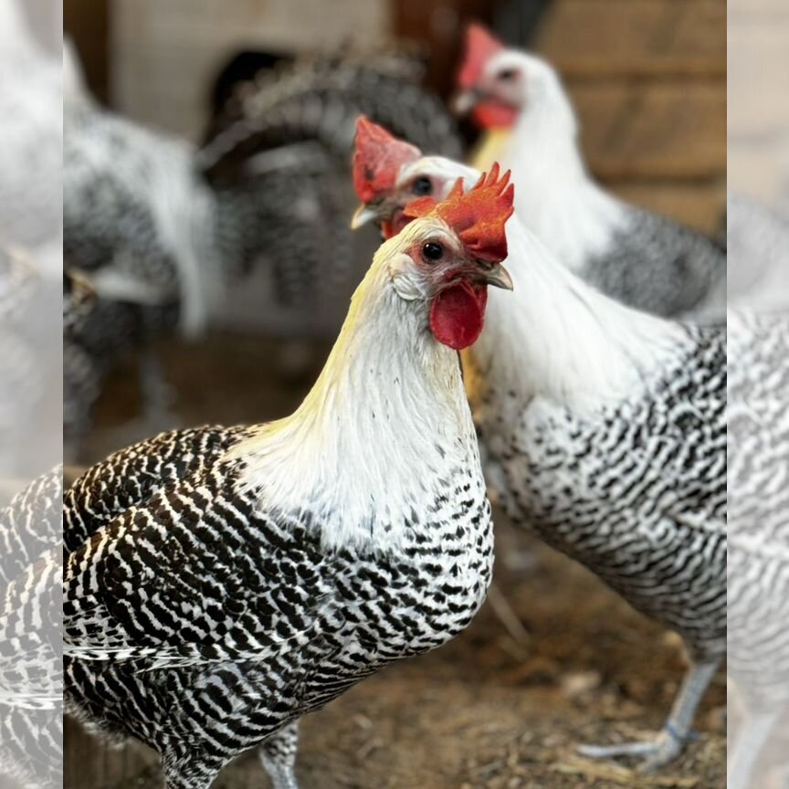 Брекель серебро