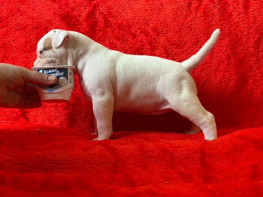 Американский бульдог щенки