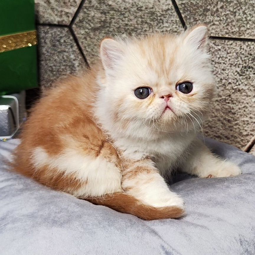 Экзотический короткошёрстный котёнок