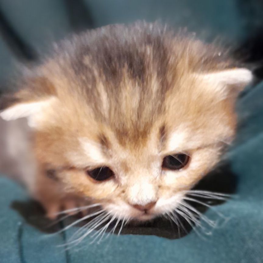 Шотландский прямоухий короткошёрстный котёнок