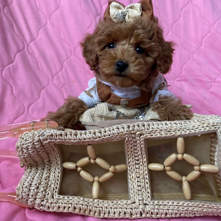 Девочка той пудель резерв