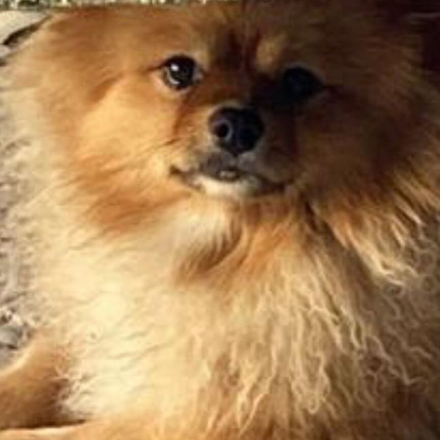 Немецский шпиц