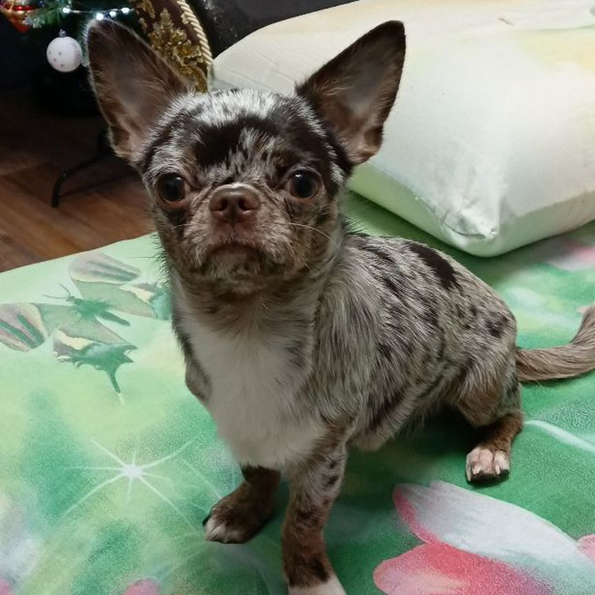 Чихуахуа, щенок