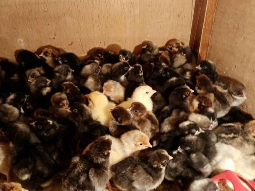 Цыплята Мехеленская кукушка