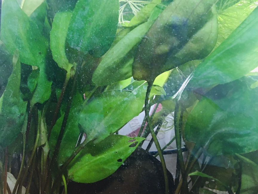 Аквариумное растение