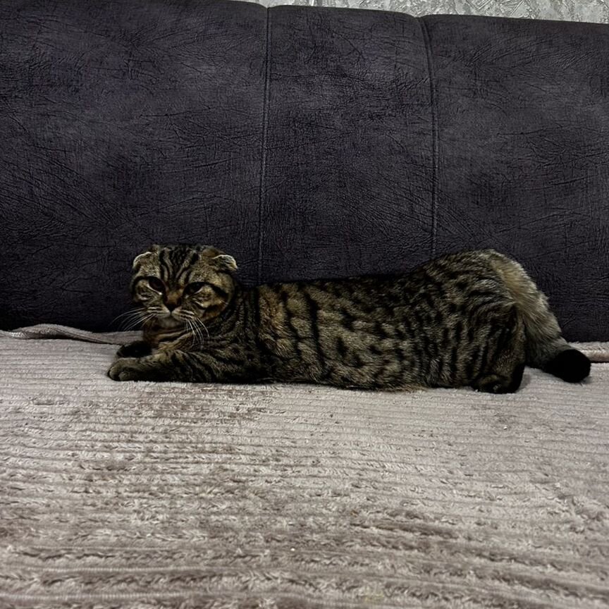 Продам кота