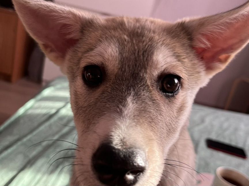 Щенок в добрые руки