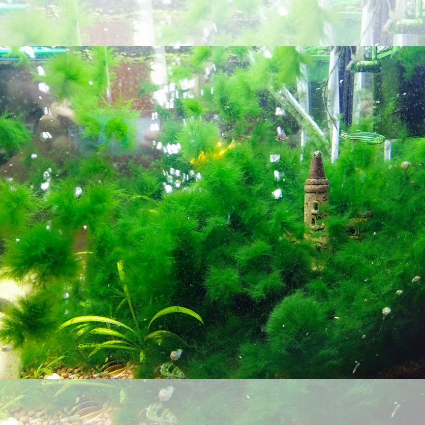 Кладофора шаровидная