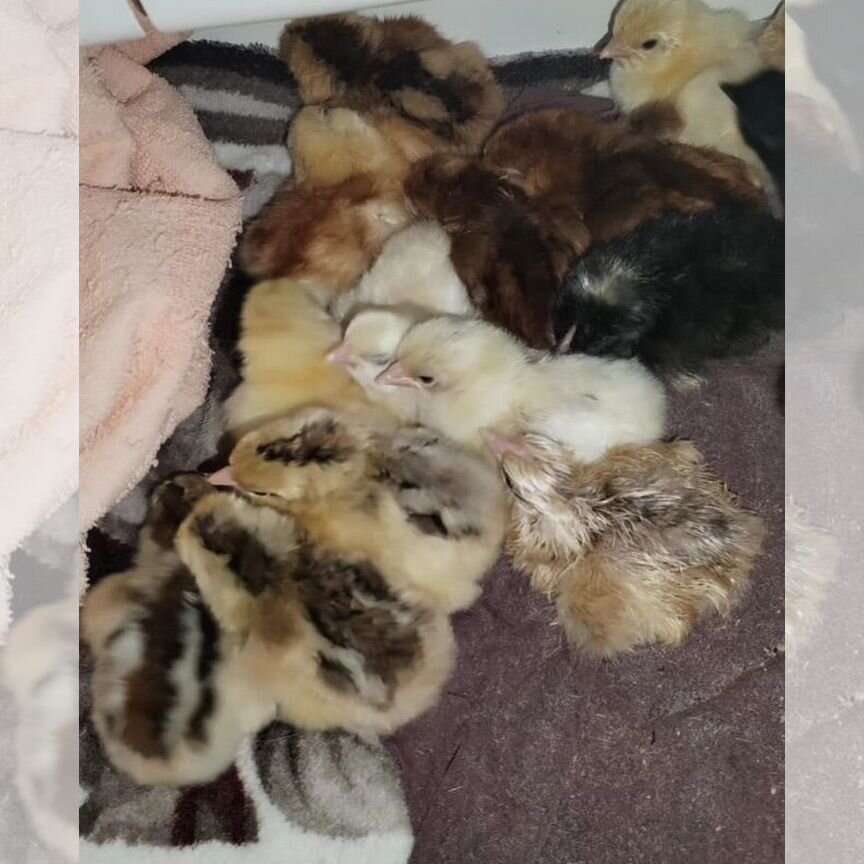 Цыплята суточные