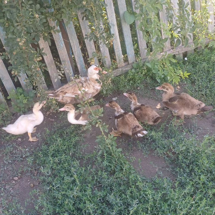 Мускусные утята индоутки