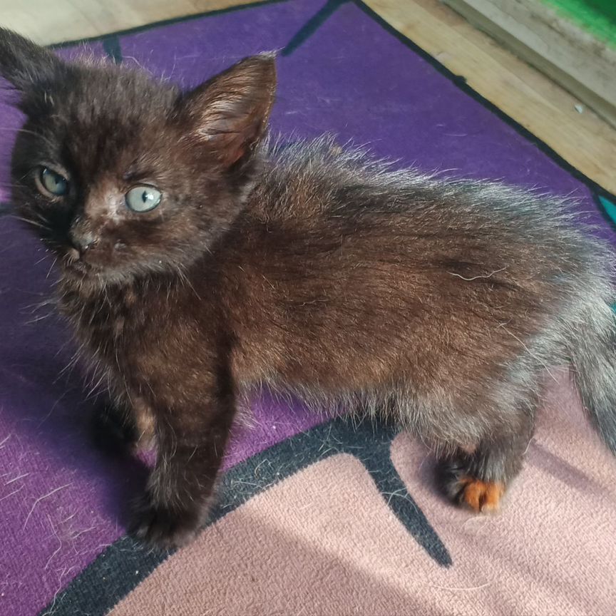 Чëрный котëнок в добрые руки