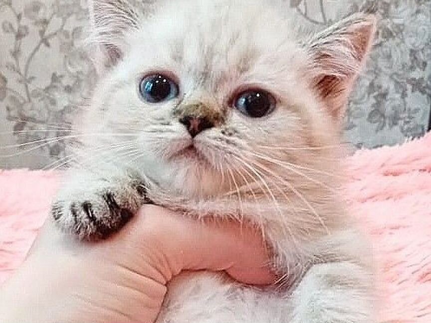 Шотландские котодетки колор-пойнт