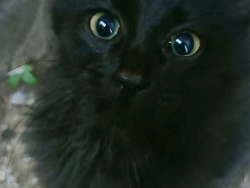 Котик 3,5 месяца в добрые руки