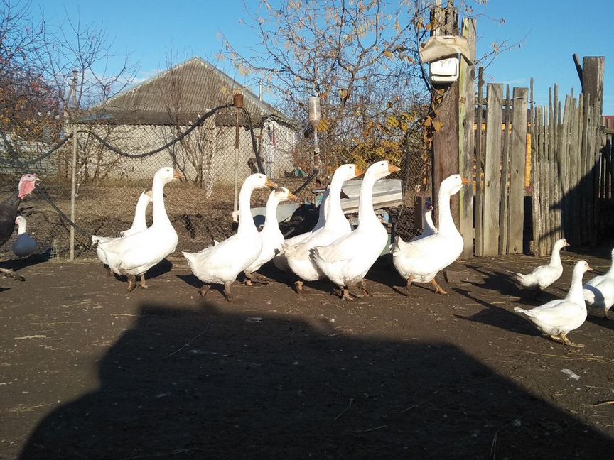 Гуси