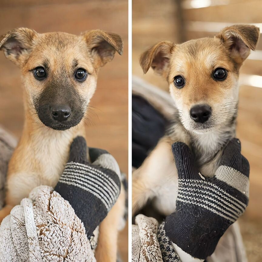 Щенок в добрые руки