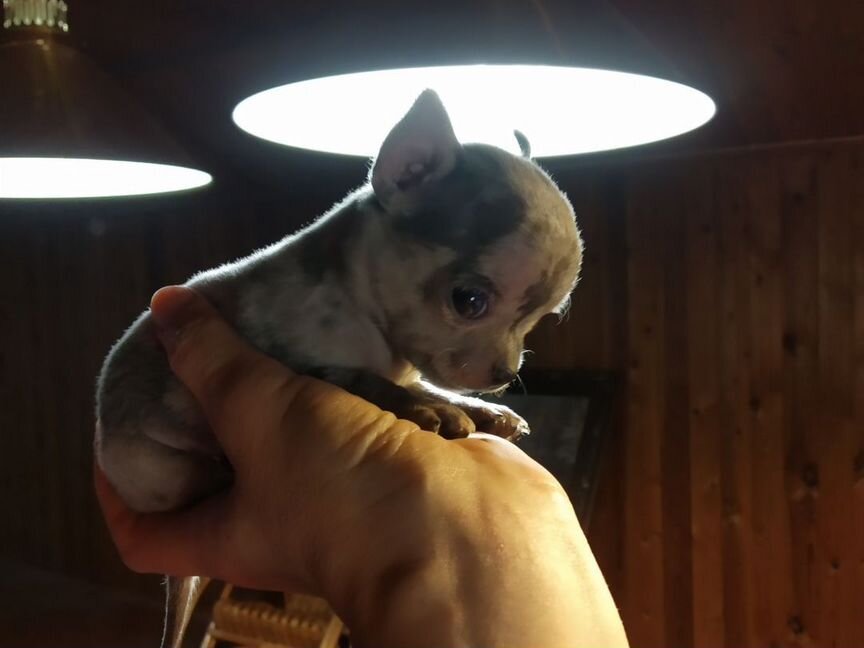 Шикарная мини девочка чихуахуа