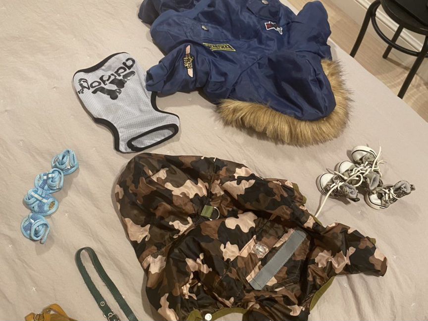 Одеждля для маленьких пород