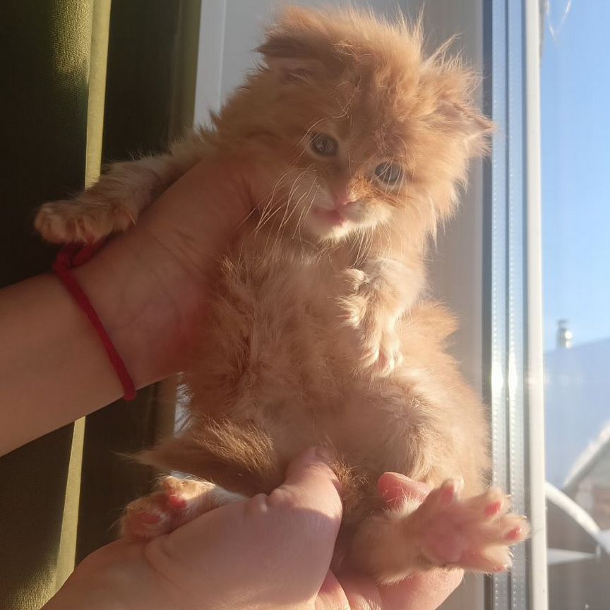 Котёнок от частного владельца