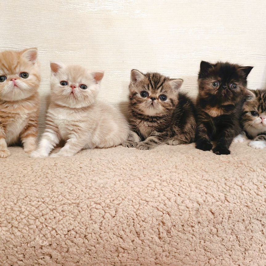 Котята экзоты