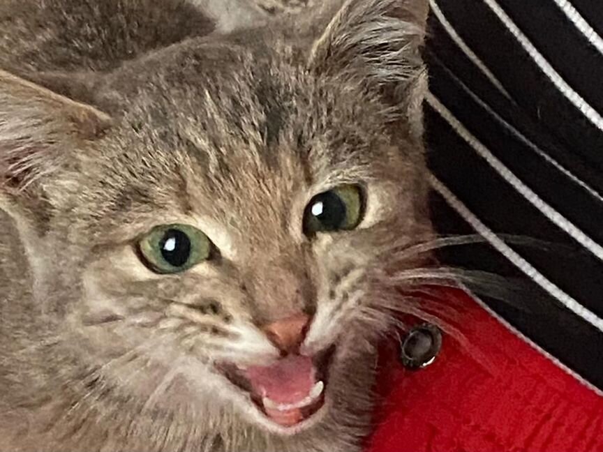 Котька
