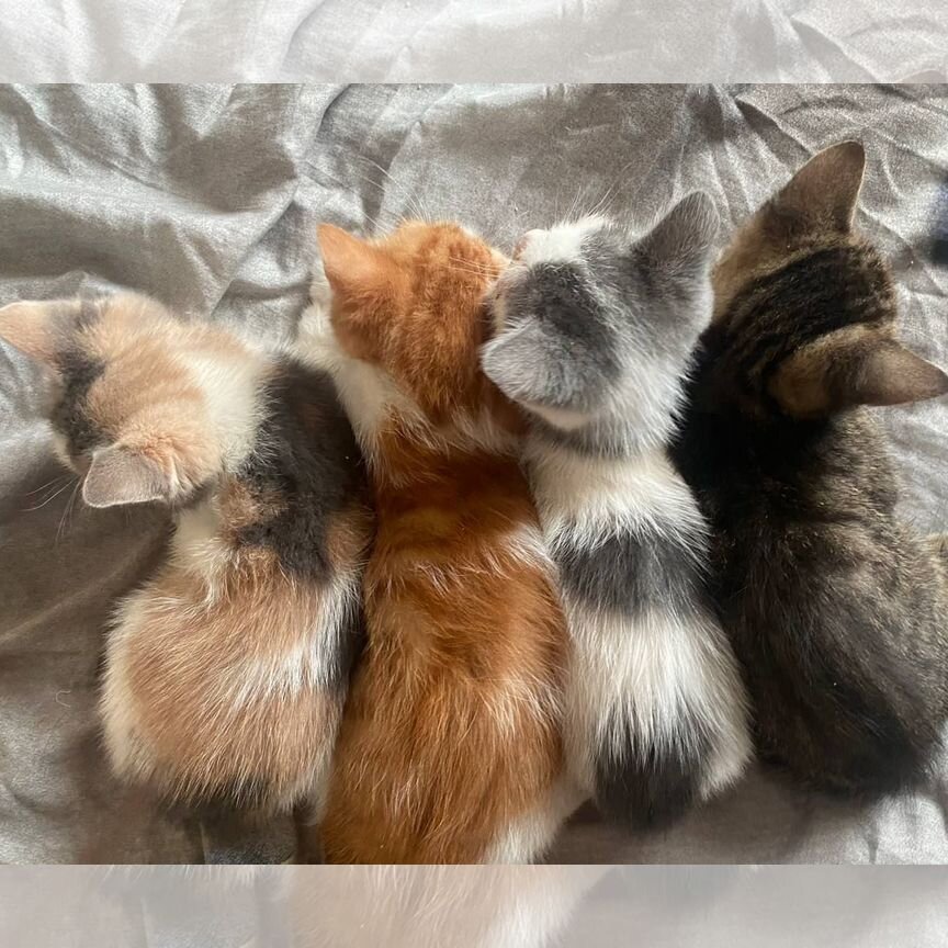 Шотландский прямоухий короткошёрстный котёнок