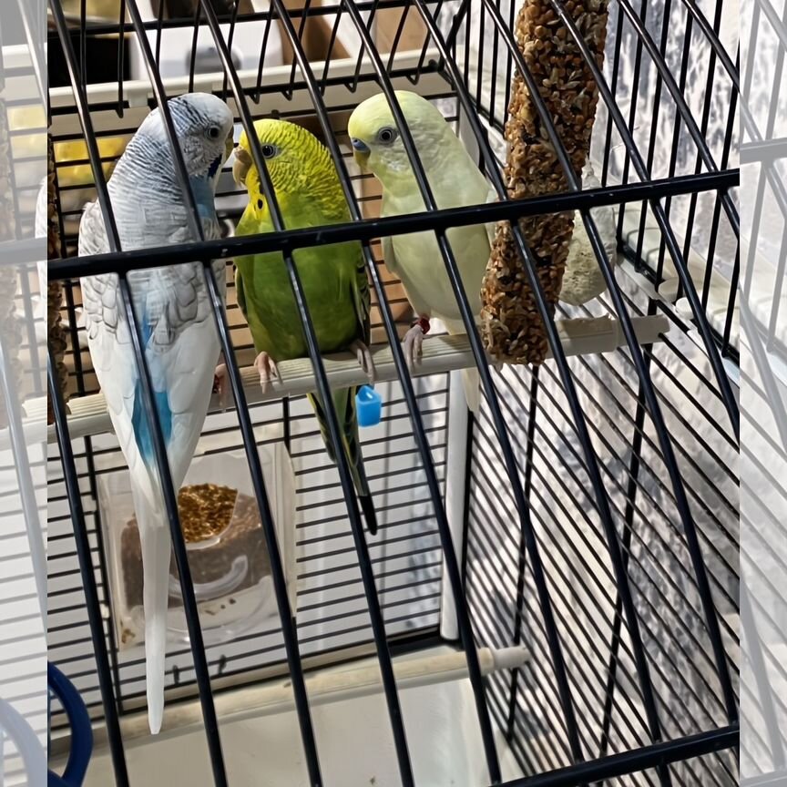 Волнистый попугай