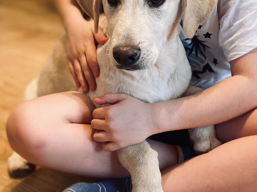 Щенок -коротколапик в добрые руки