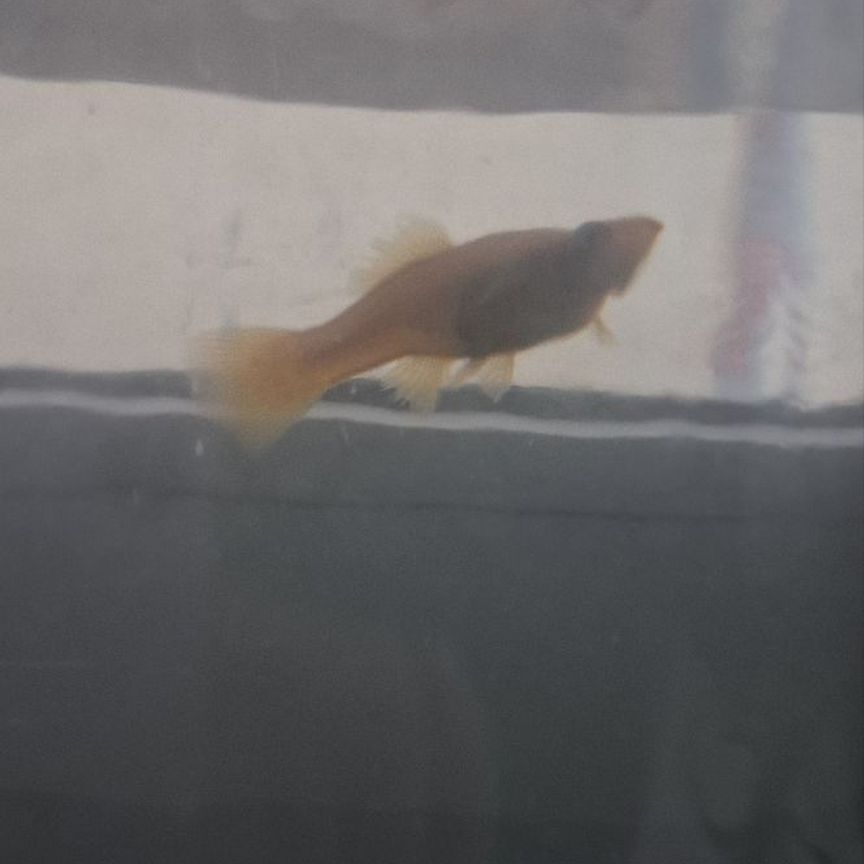 Самка меченосца