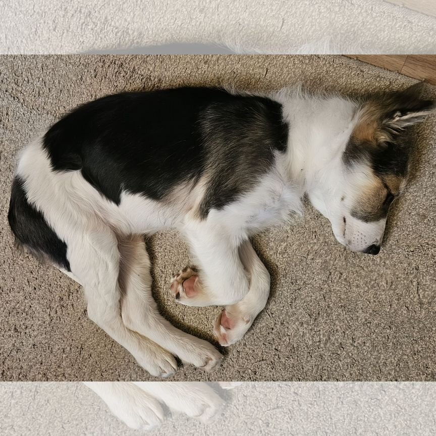 Щенок в добрые руки