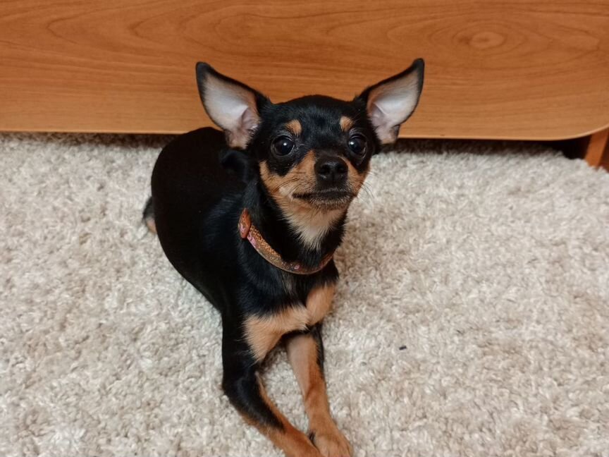 Мини той-терьер