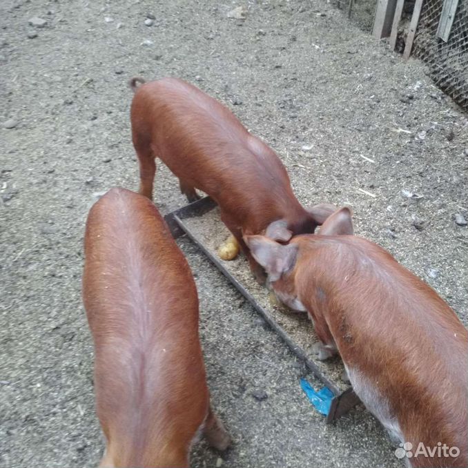 Поросята дюрок