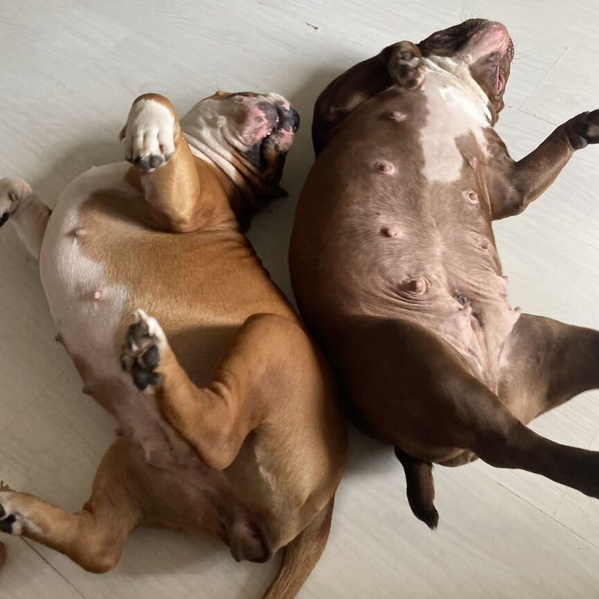 Американский булли, щенок