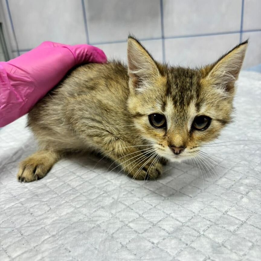 Маленький котенок из глухой деревни