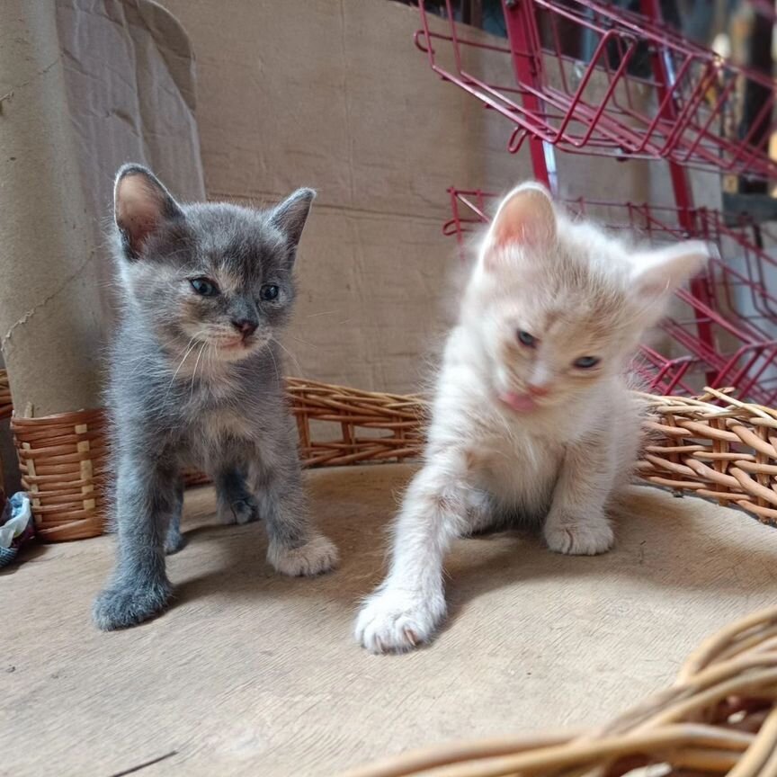 Кошечка и котята в добрые в добрые руки