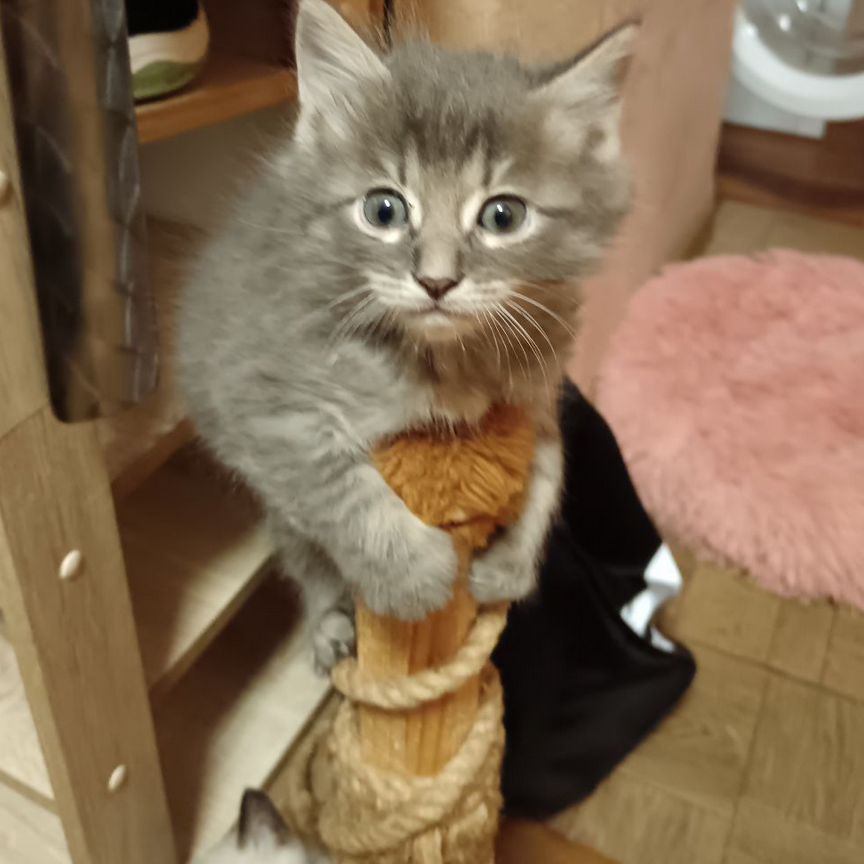 Котёнок в добрые руки