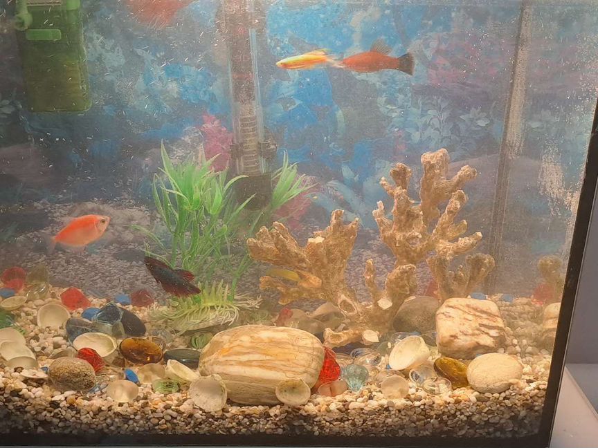 Аквариум с рыбками