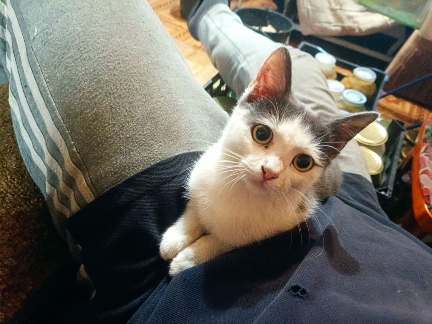 Котёнок в добрые руки